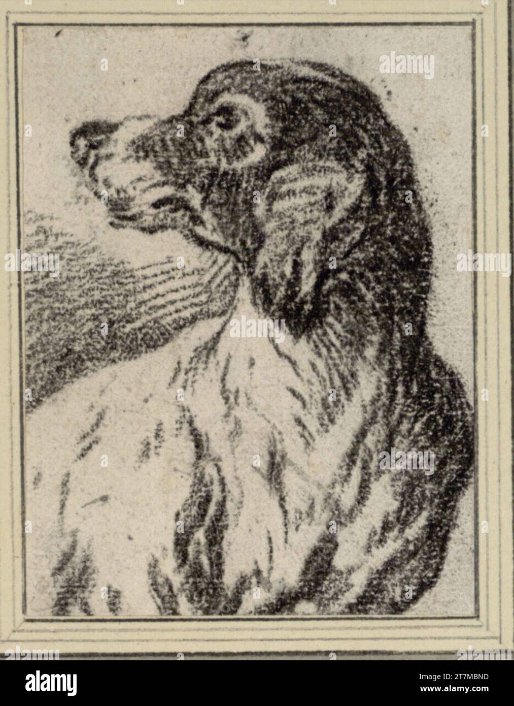 Philipp Peter Roos Hunting dog head. Black chalk Stock Photo - Alamy