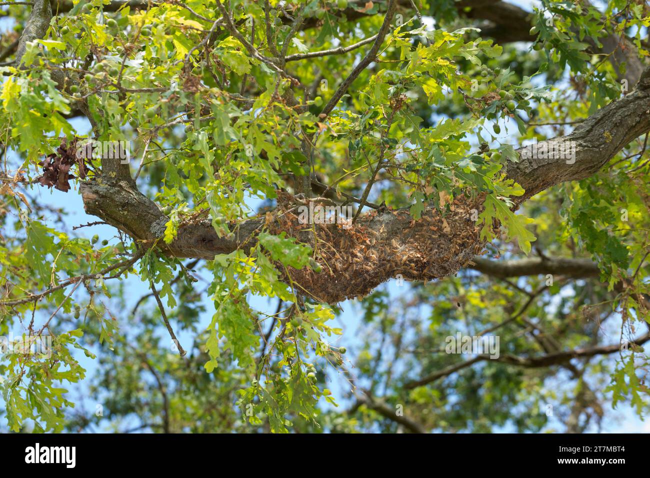 Eichen-Prozessionsspinner, Prozessionsspinner, Eichenprozessionsspinner ...