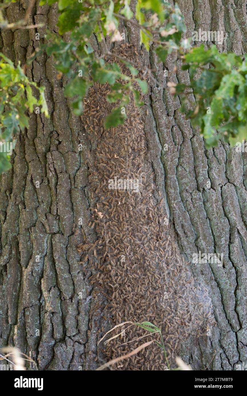 Gespinstballen hi-res stock photography and images - Alamy