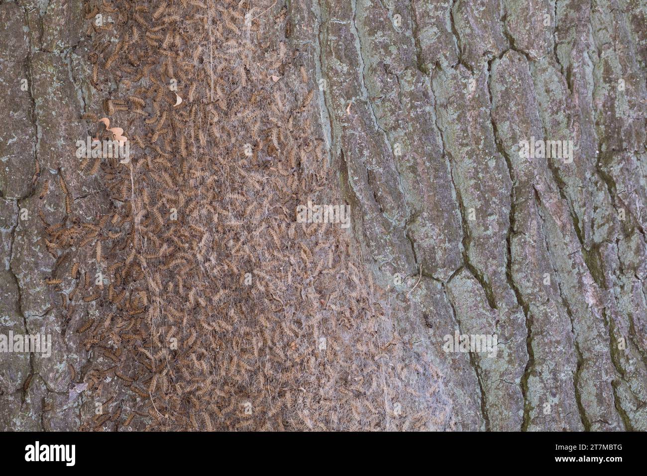 Eichen-Prozessionsspinner, Prozessionsspinner, Eichenprozessionsspinner ...