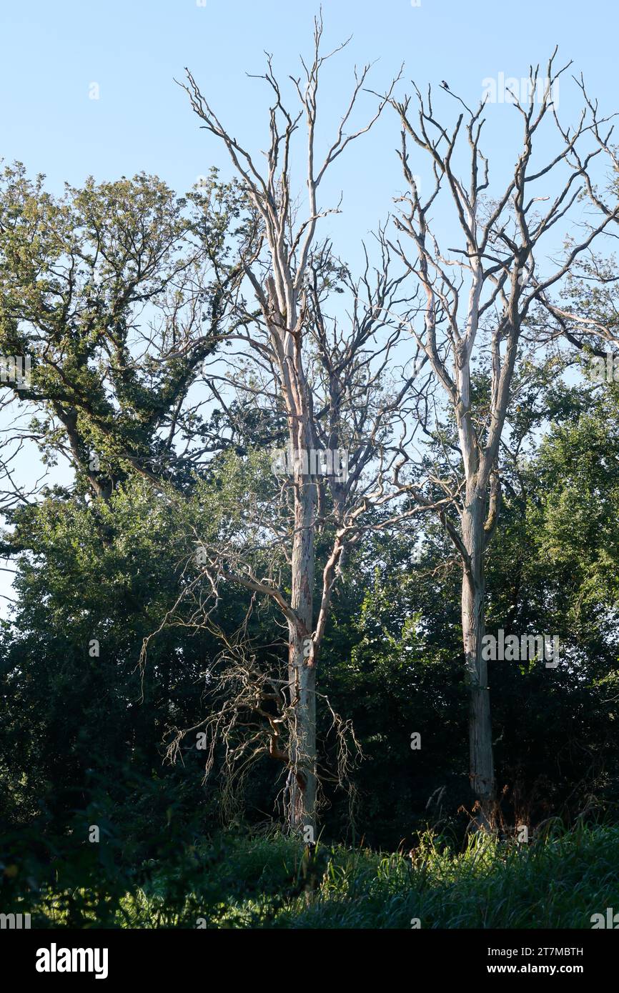 Eichensterben, Eichenschäden, massiver Befall zum Teil vorgeschädigter ...