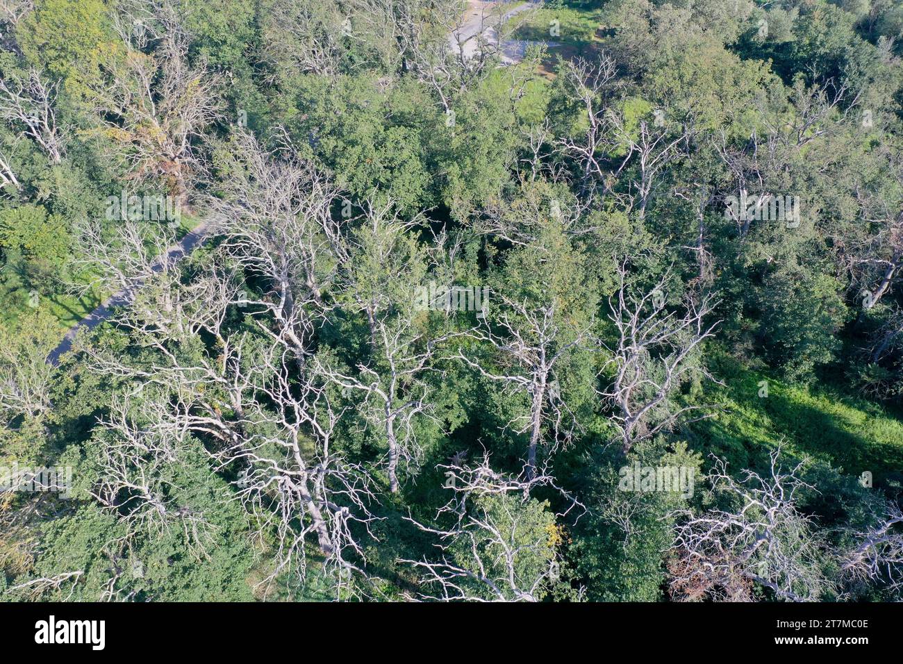 Eichensterben hi-res stock photography and images - Alamy