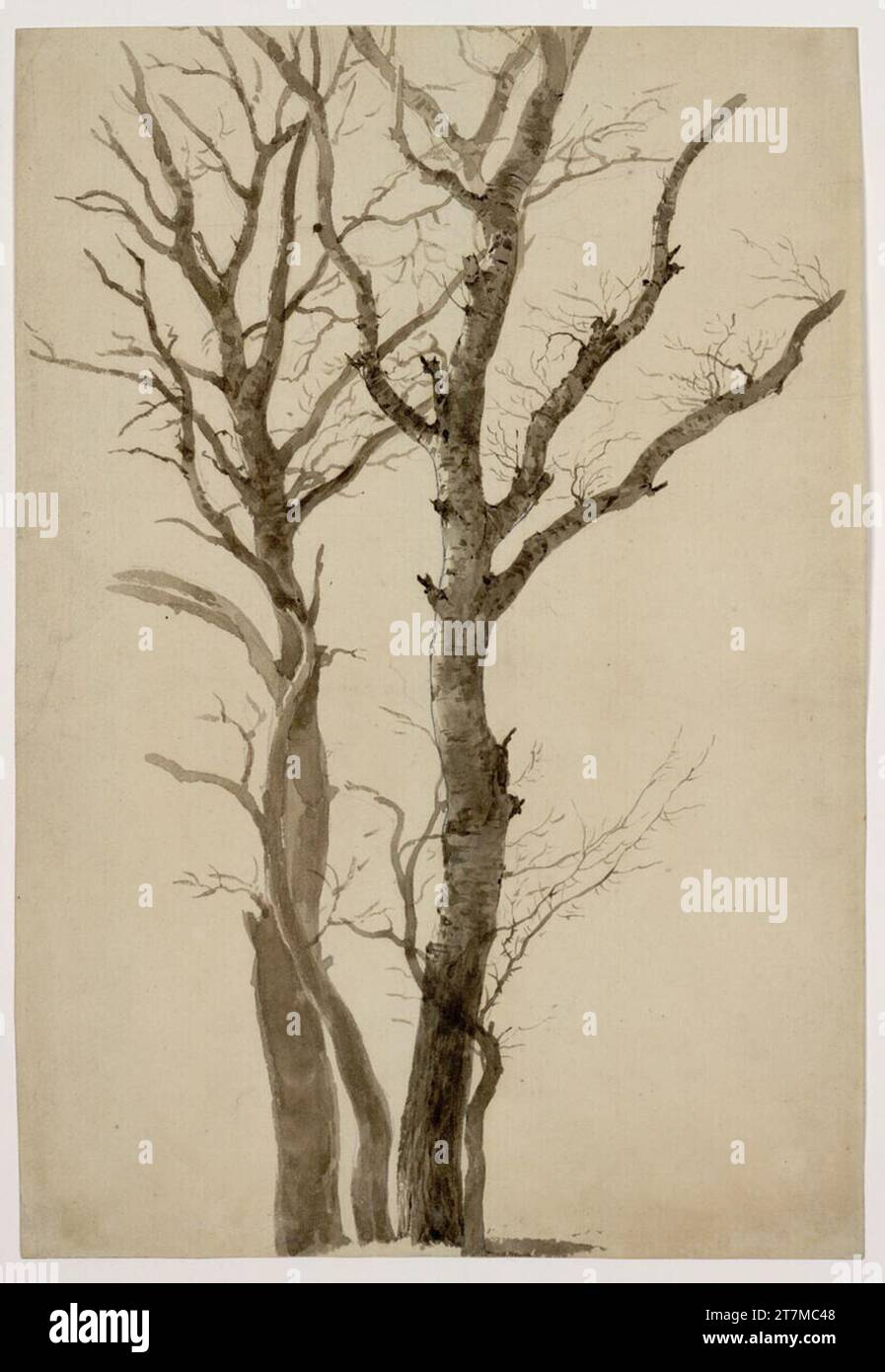 Thomas Ender Tree study. Sepia Stock Photo - Alamy