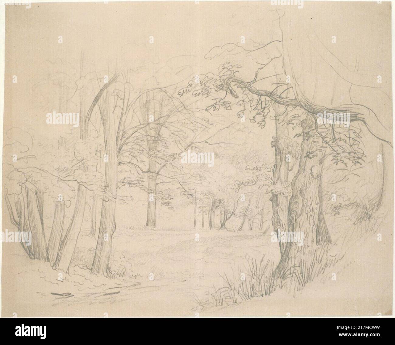 Matthias Rudolf Toma Forest clearing. Pencil Stock Photo - Alamy