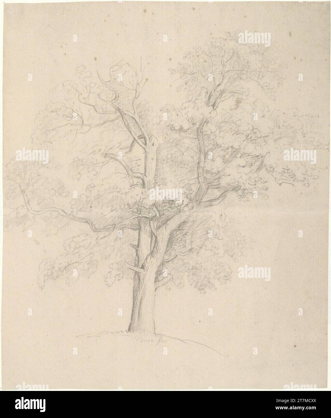 Beech tree drawing hi-res stock photography and images - Alamy