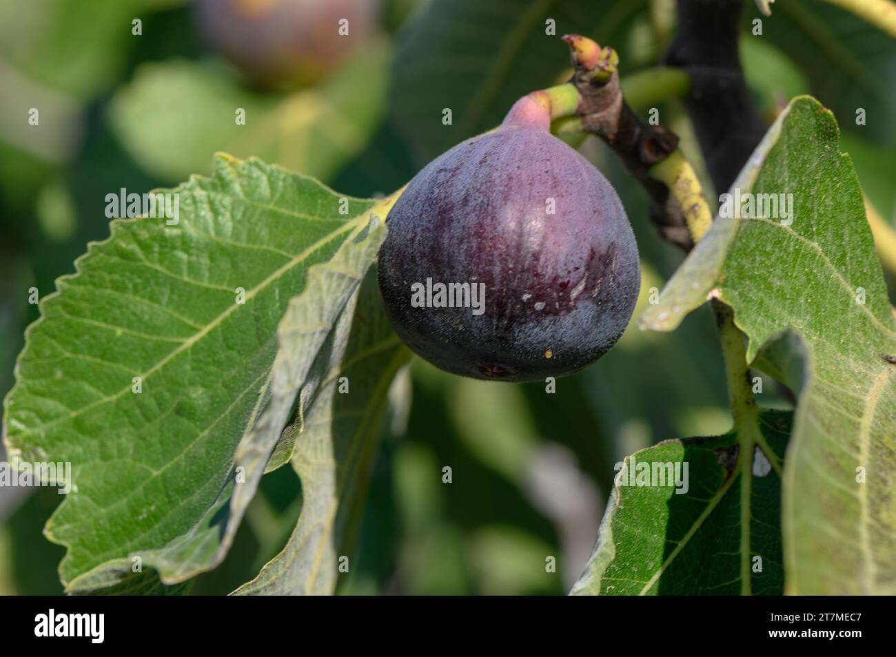 delicious figs on tree branches in autumn in Cyprus Stock Photo - Alamy