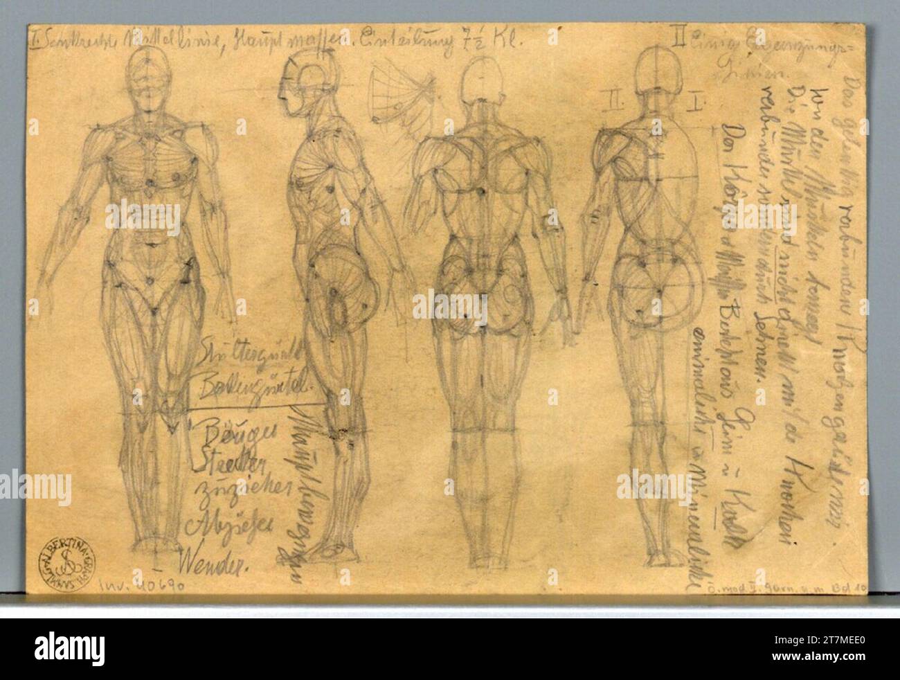 Alexander Rothaug Different anatomical studies. Pencil Stock Photo - Alamy