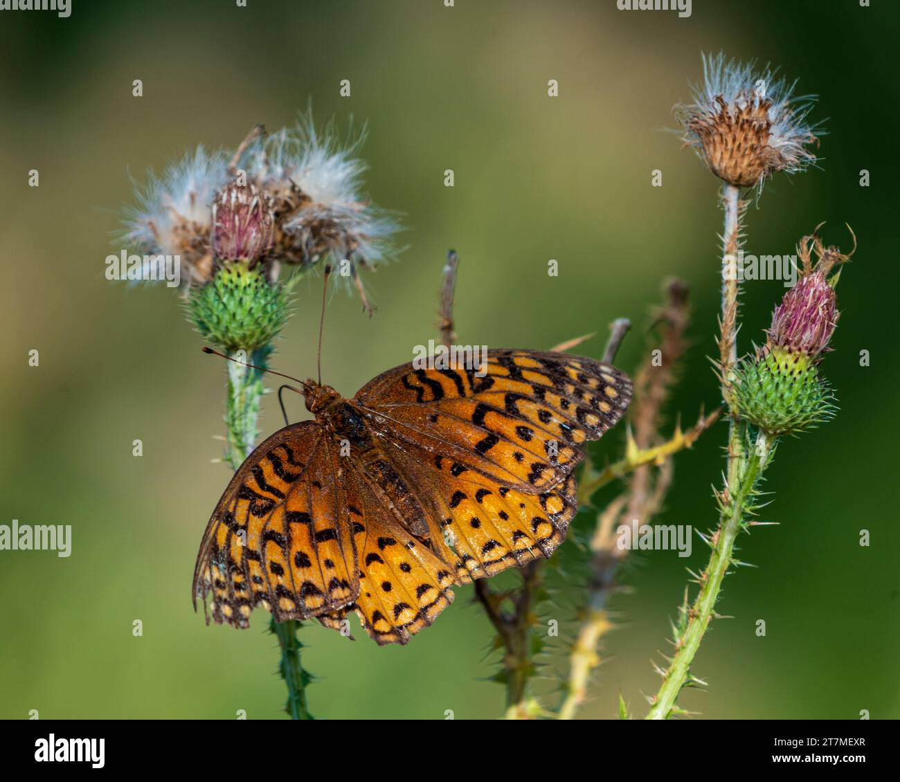 Great spangled fritillary hi-res stock photography and images - Alamy