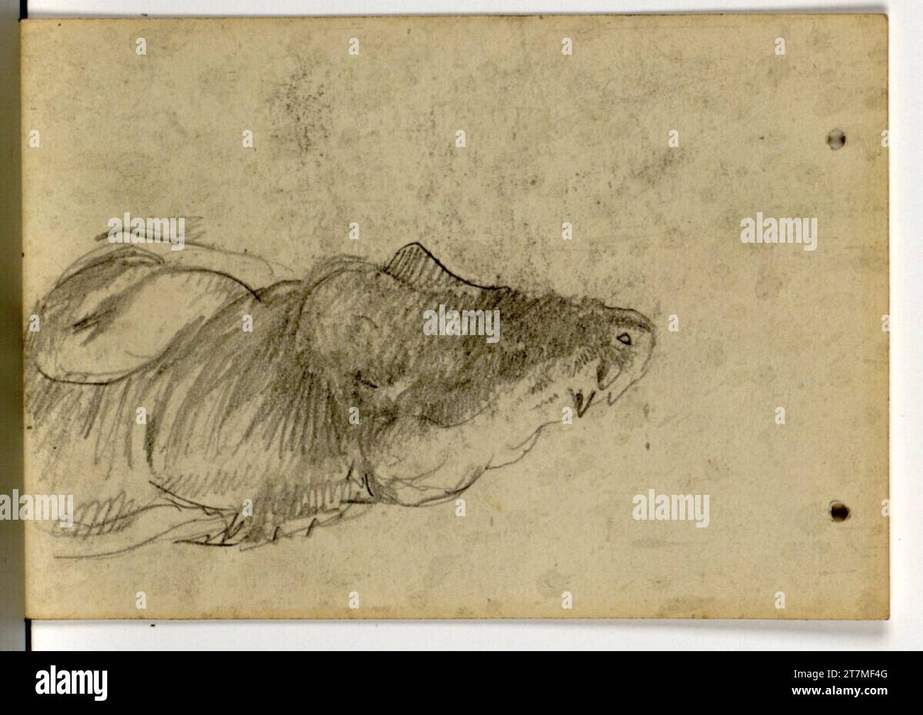 Josef Engelhart Tiger study. Pencil Stock Photo - Alamy