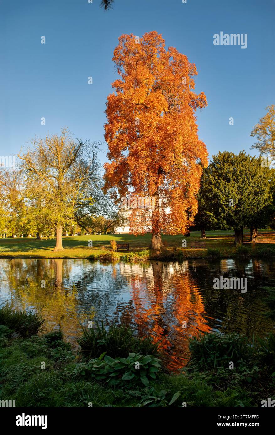 Tulip tree in autumn colours Stock Photo - Alamy