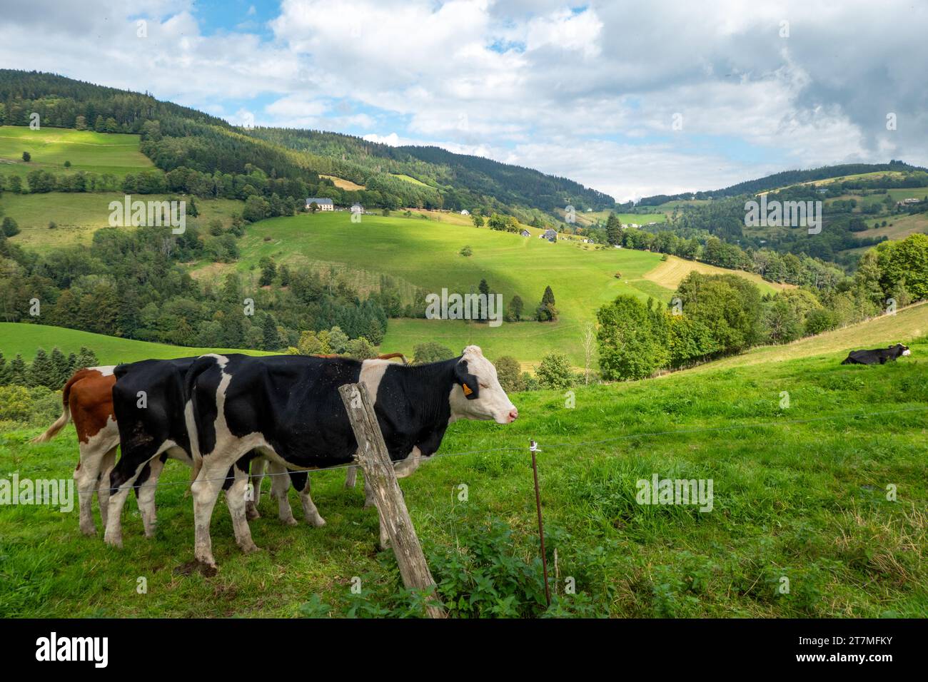 cows in hilly farmland with woods in Vogezen in France Stock Photo - Alamy