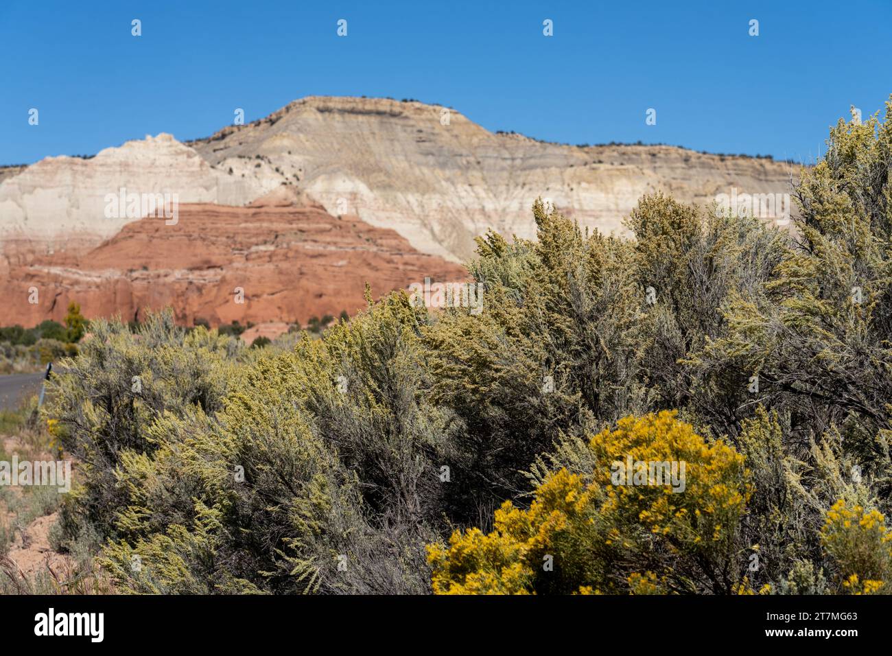 Big Sagebrush, Artemisia tridentata, in bloom in autumn in Kodachrome ...