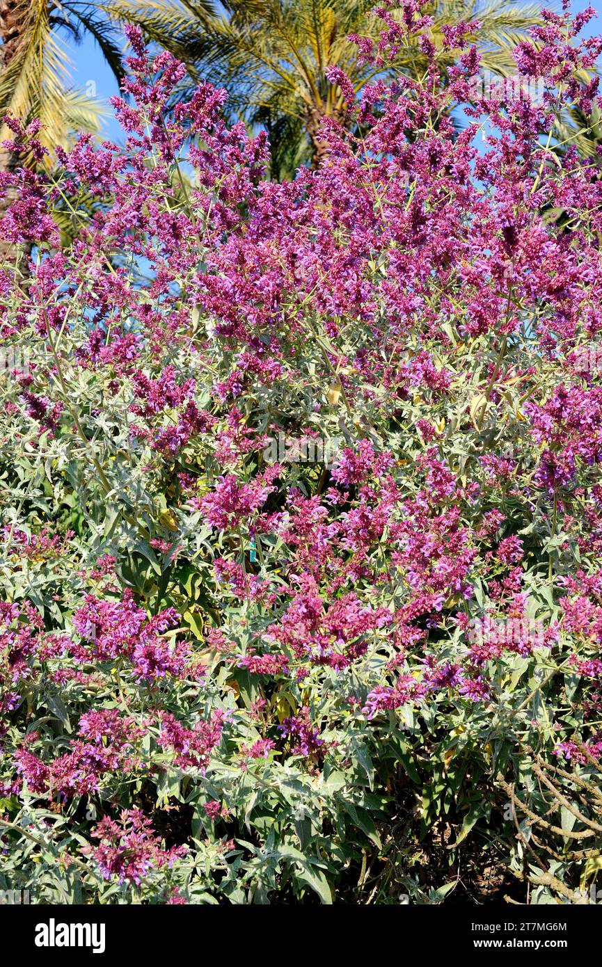 Salvia canaria (Salvia canariensis) is a shrub endemic to Canary ...