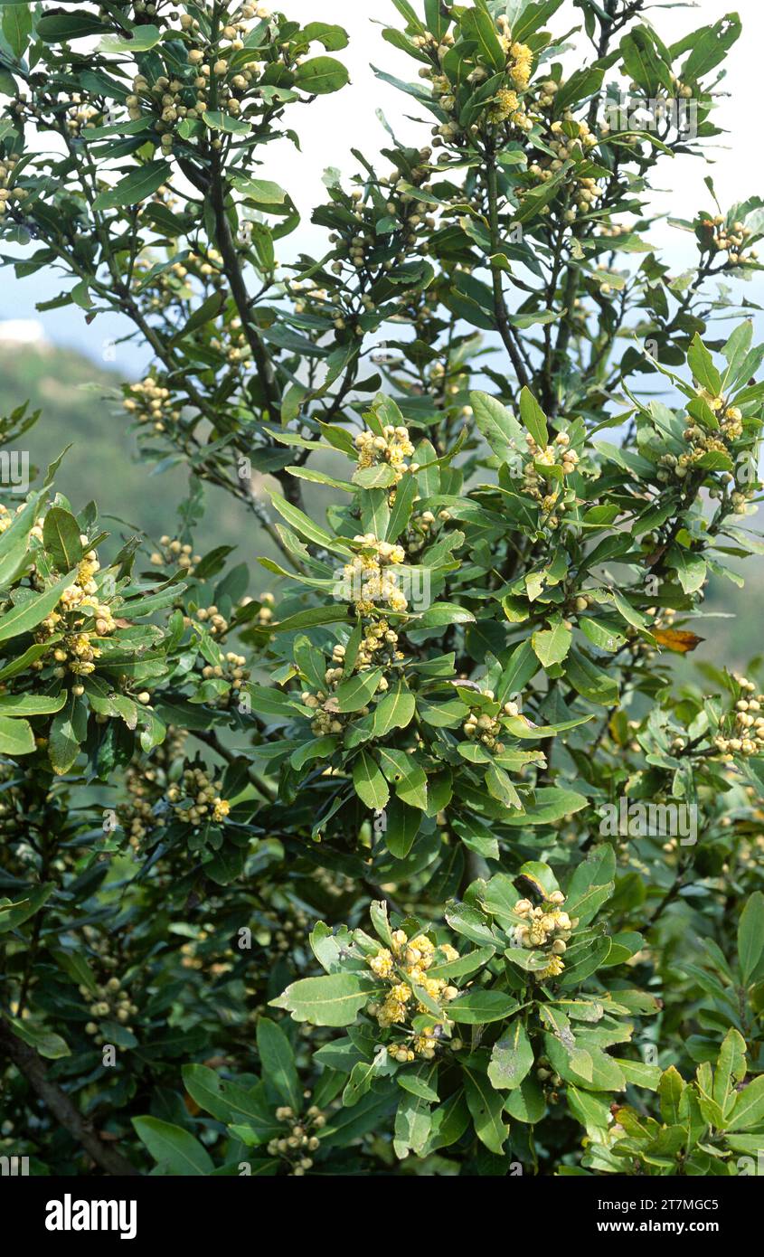 Laurel canario or loro (Laurus novocanariensis) is an evergreen tree ...