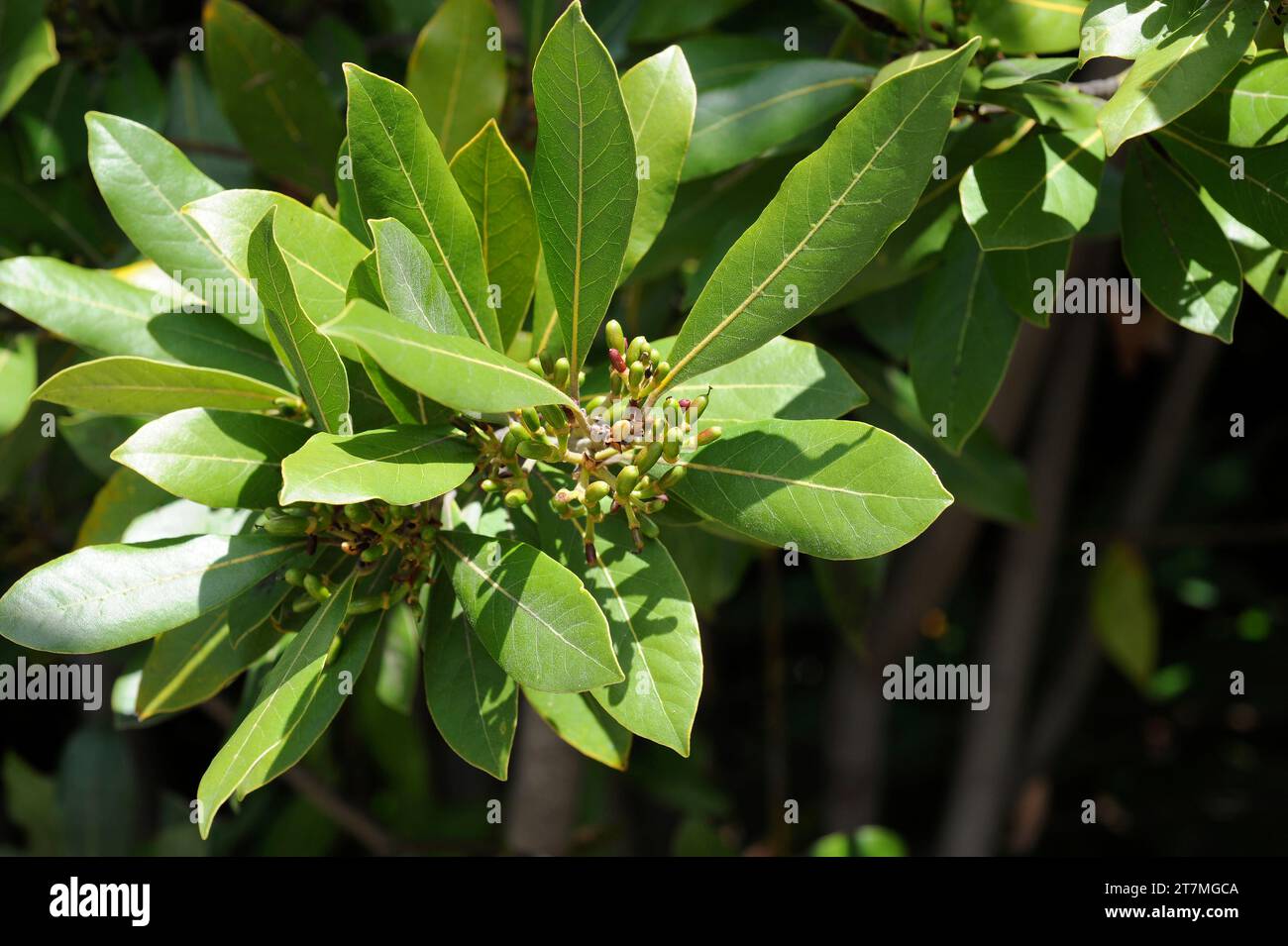 Laurel canario or loro (Laurus novocanariensis) is an evergreen tree ...