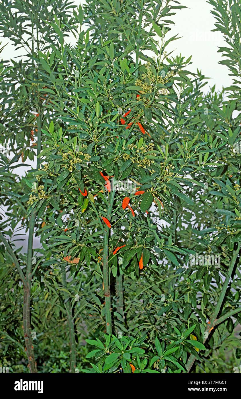 Vinatigo (Persea indica) is an evergreen tree endemic to Macaronesia ...