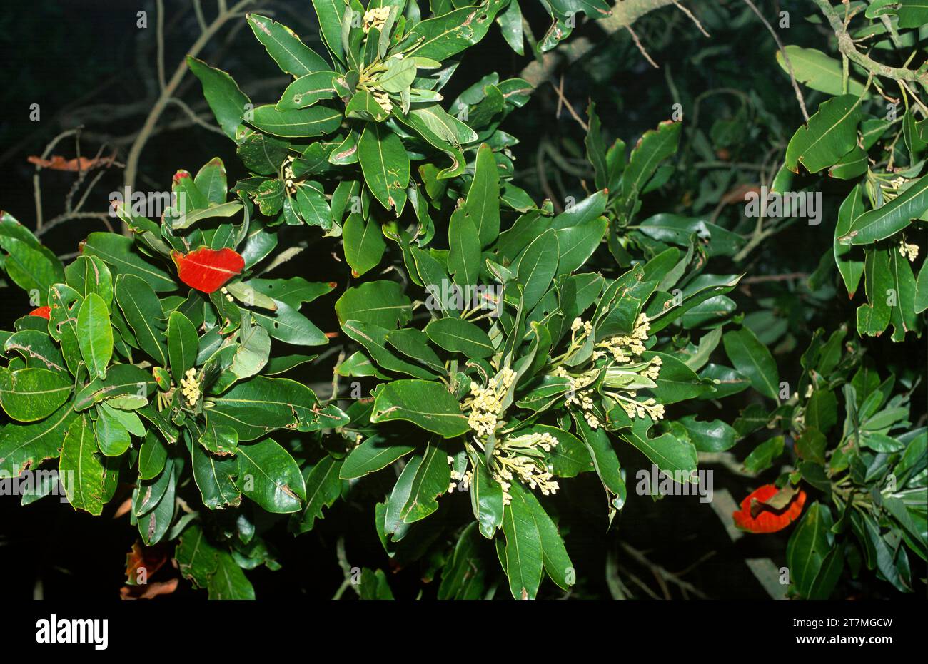 Vinatigo (Persea indica) is an evergreen tree endemic to Macaronesia ...