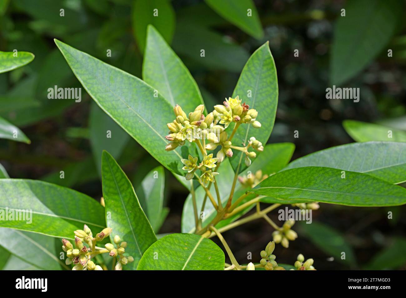 Vinatigo (Persea indica) is an evergreen tree endemic to Macaronesia ...