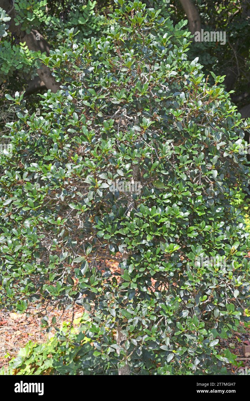 Heberdenia hi-res stock photography and images - Alamy