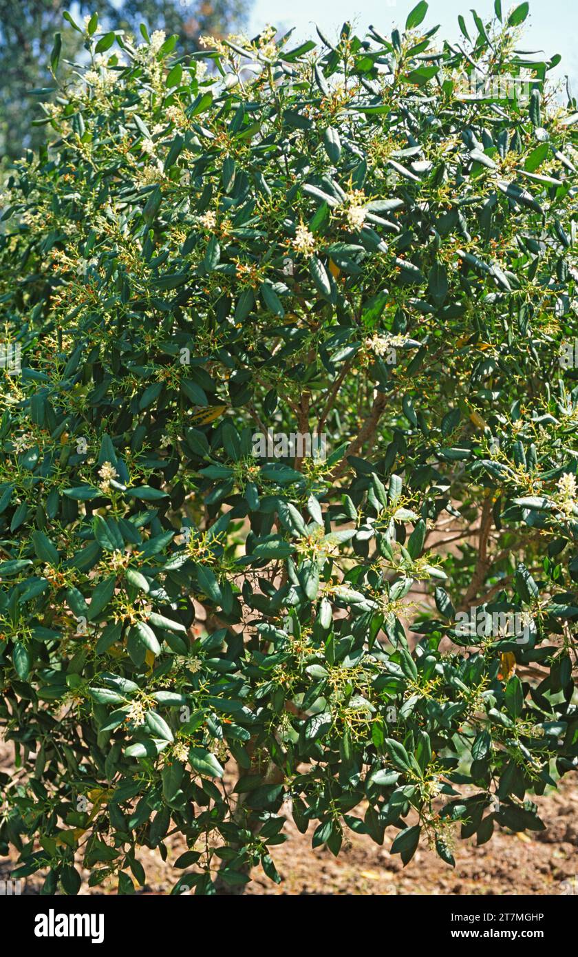 Palo blanco (Picconia excelsa) is an evergreen tree endemic to ...