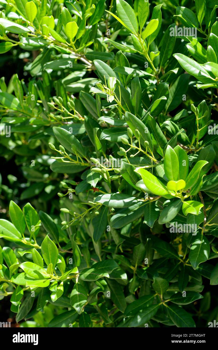 Palo blanco (Picconia excelsa) is an evergreen tree endemic to ...
