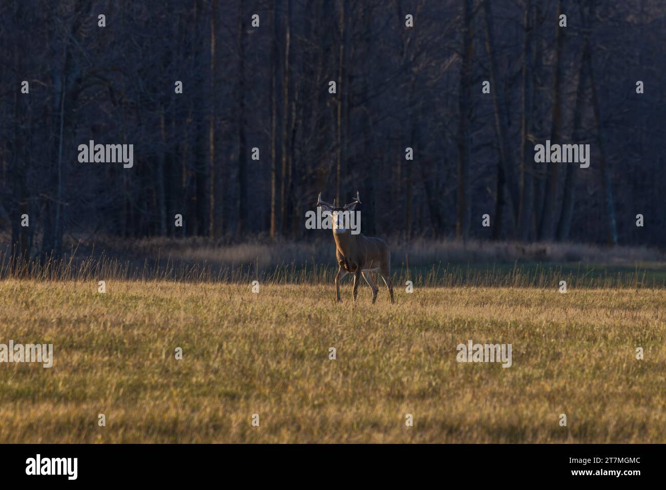 White-tailed buck during the rut in northern Wisconsin Stock Photo - Alamy