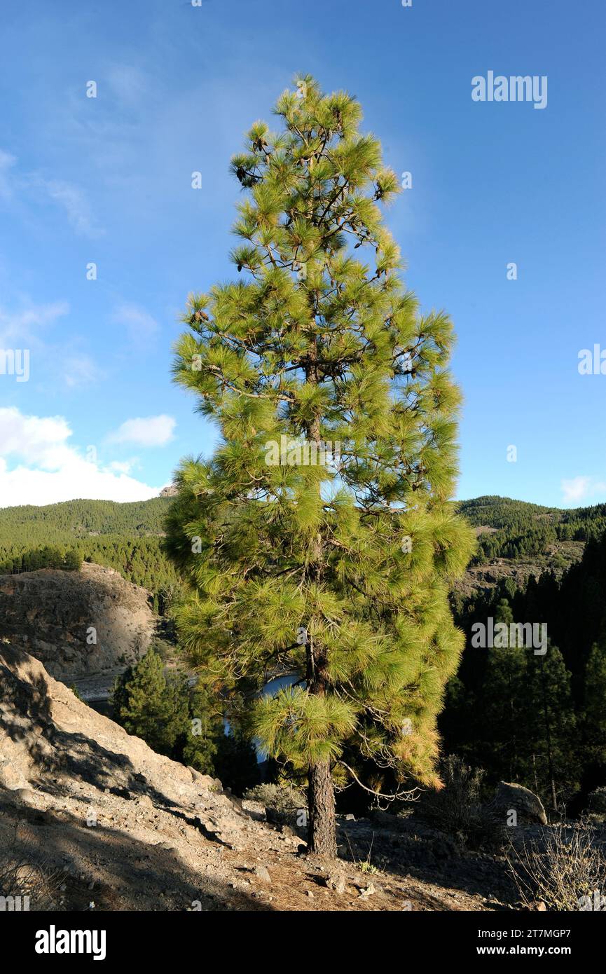 Pino canario canario pino pinus canariensis hi-res stock photography ...