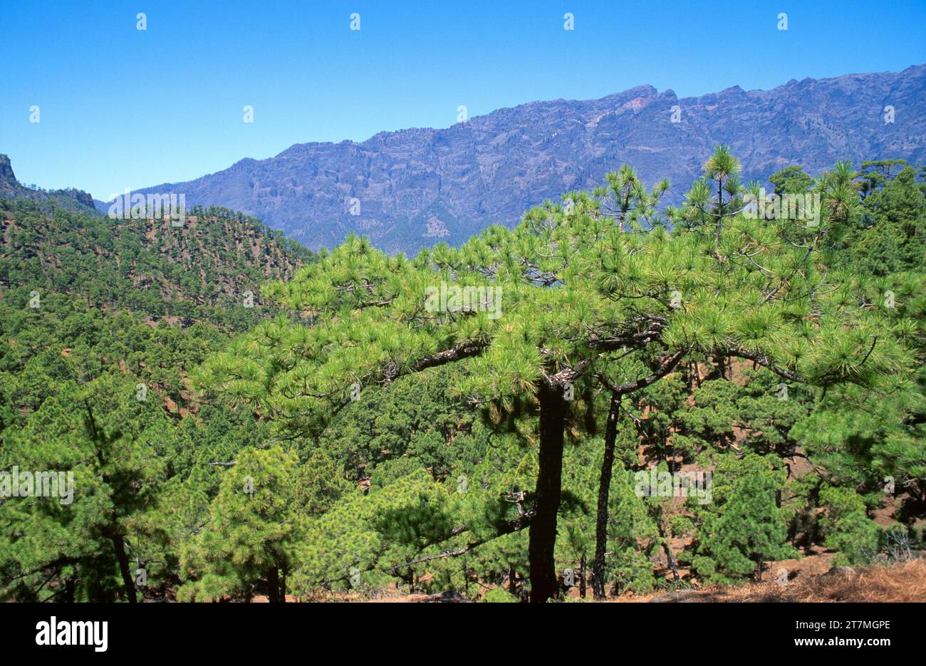 Pino canario (Pinus canariensis) is an evergreen tree endemic to Canary ...