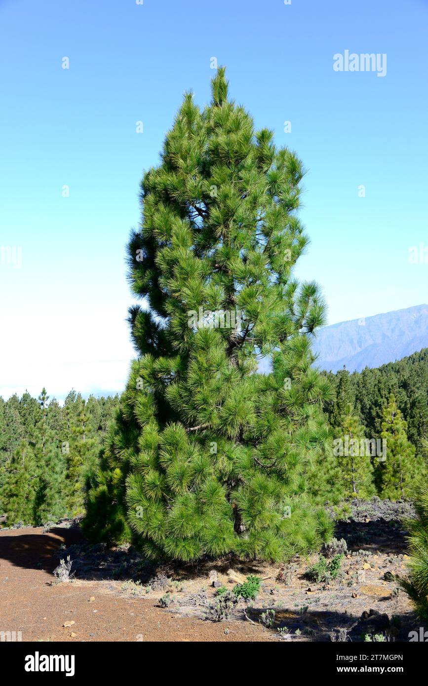 Pino canario (Pinus canariensis) is an evergreen tree endemic to Canary ...