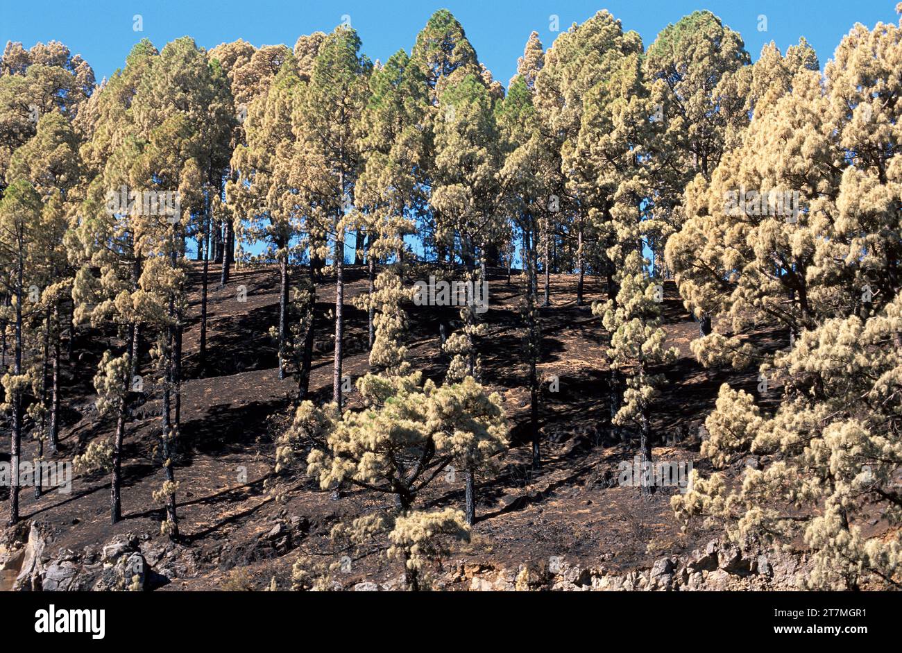 Pino canario canario pino pinus canariensis hi-res stock photography ...