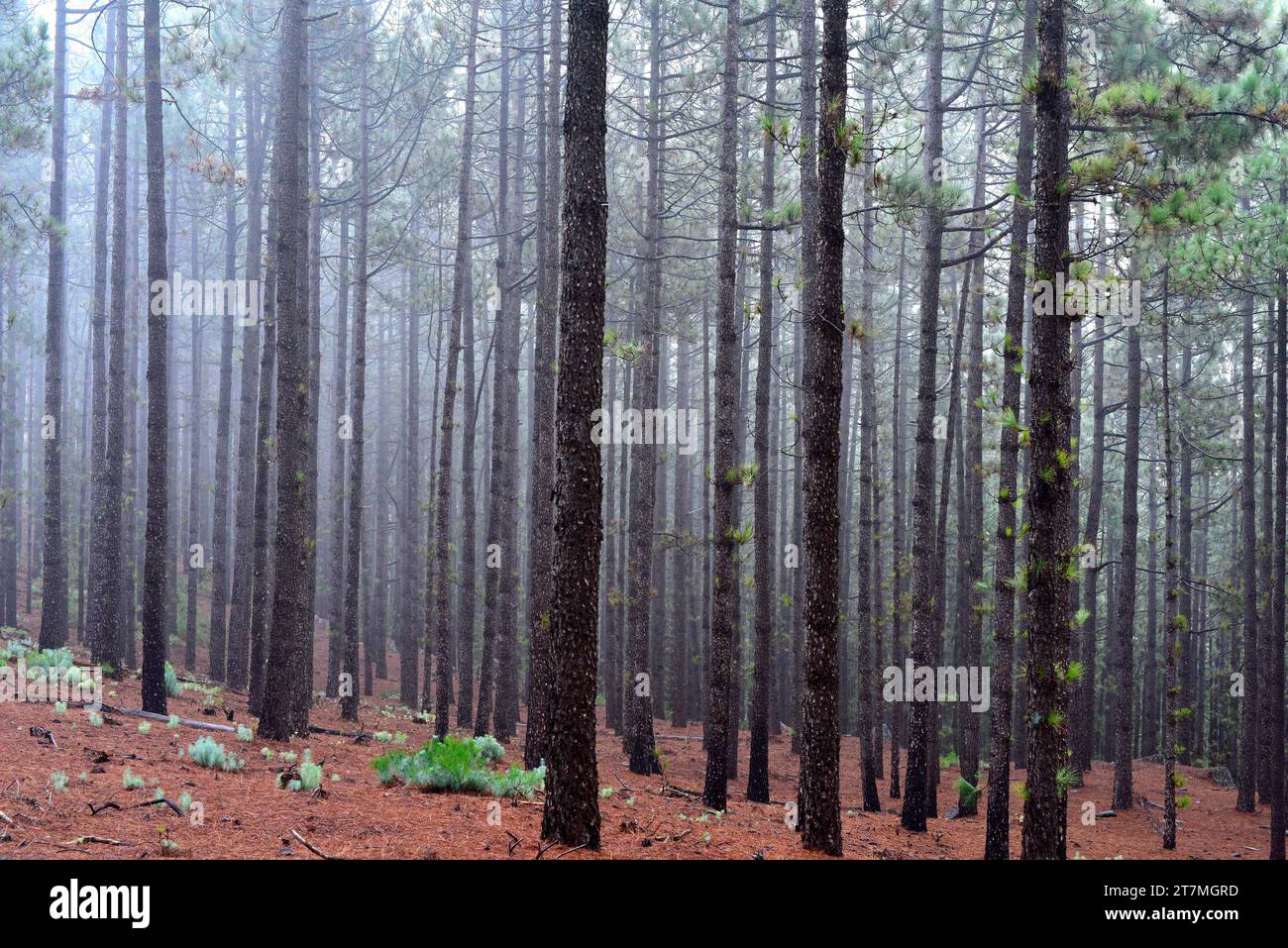 Pino canario (Pinus canariensis) is an evergreen tree endemic to Canary ...