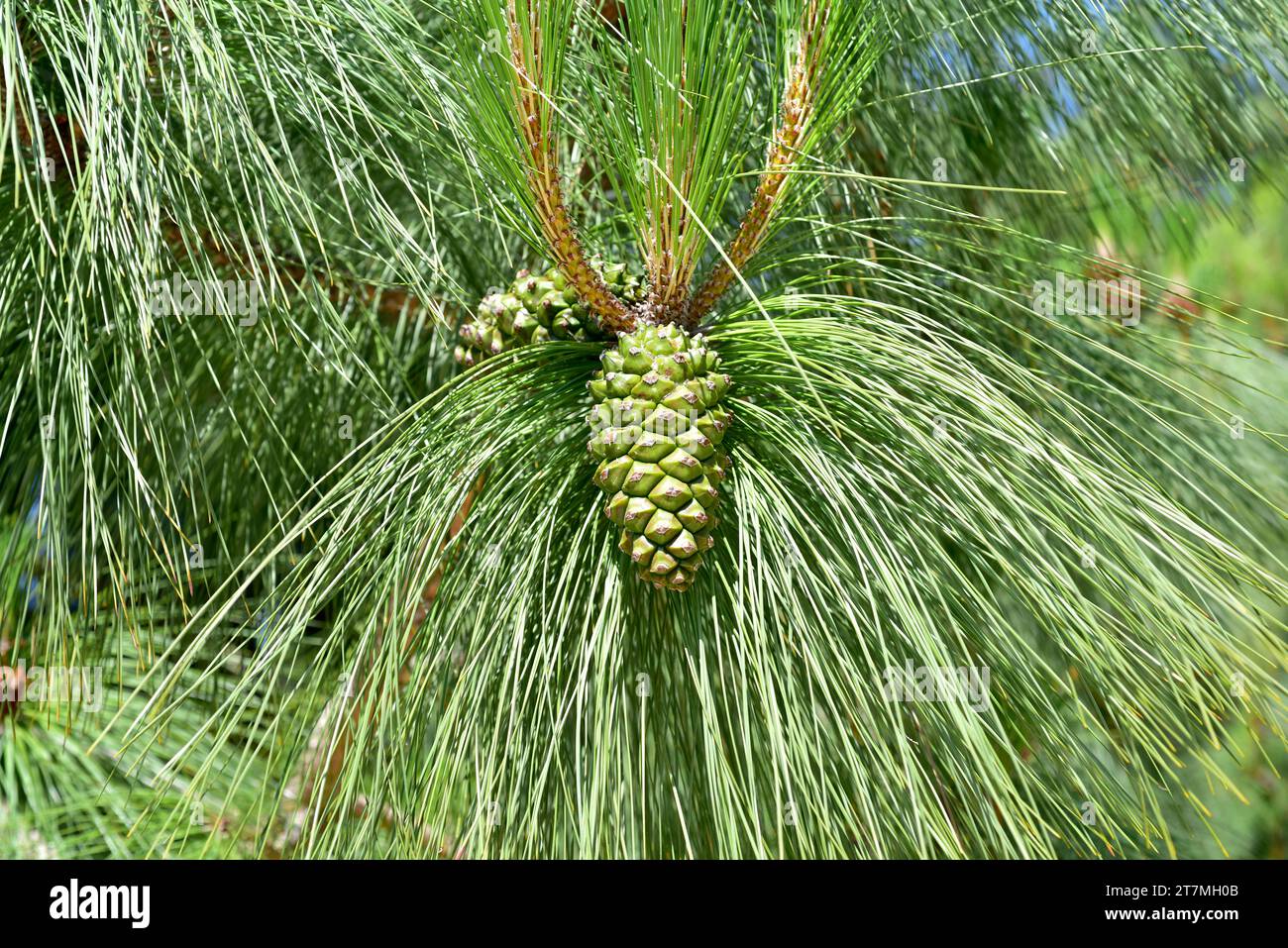 Pino canario canario pino pinus canariensis hi-res stock photography ...