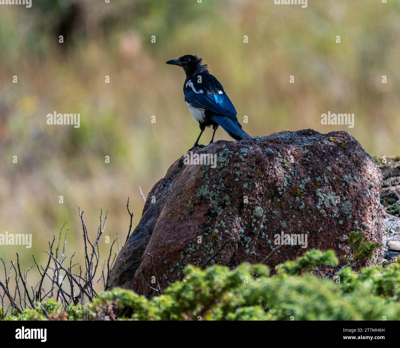 Birdwatching in national park summer hi-res stock photography and ...