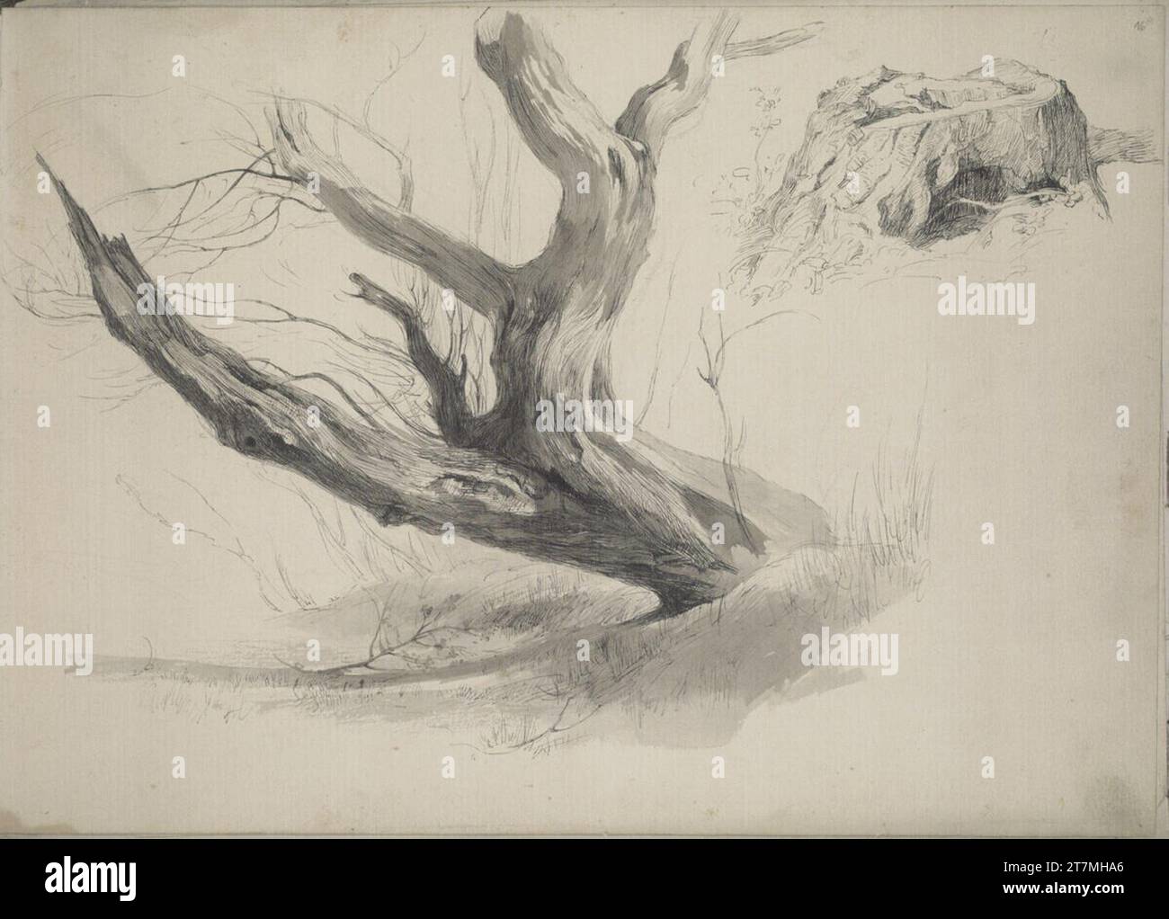 Ludwig Rösch Tree study. Pencil; Feder in black; lavated Sketchbook ...