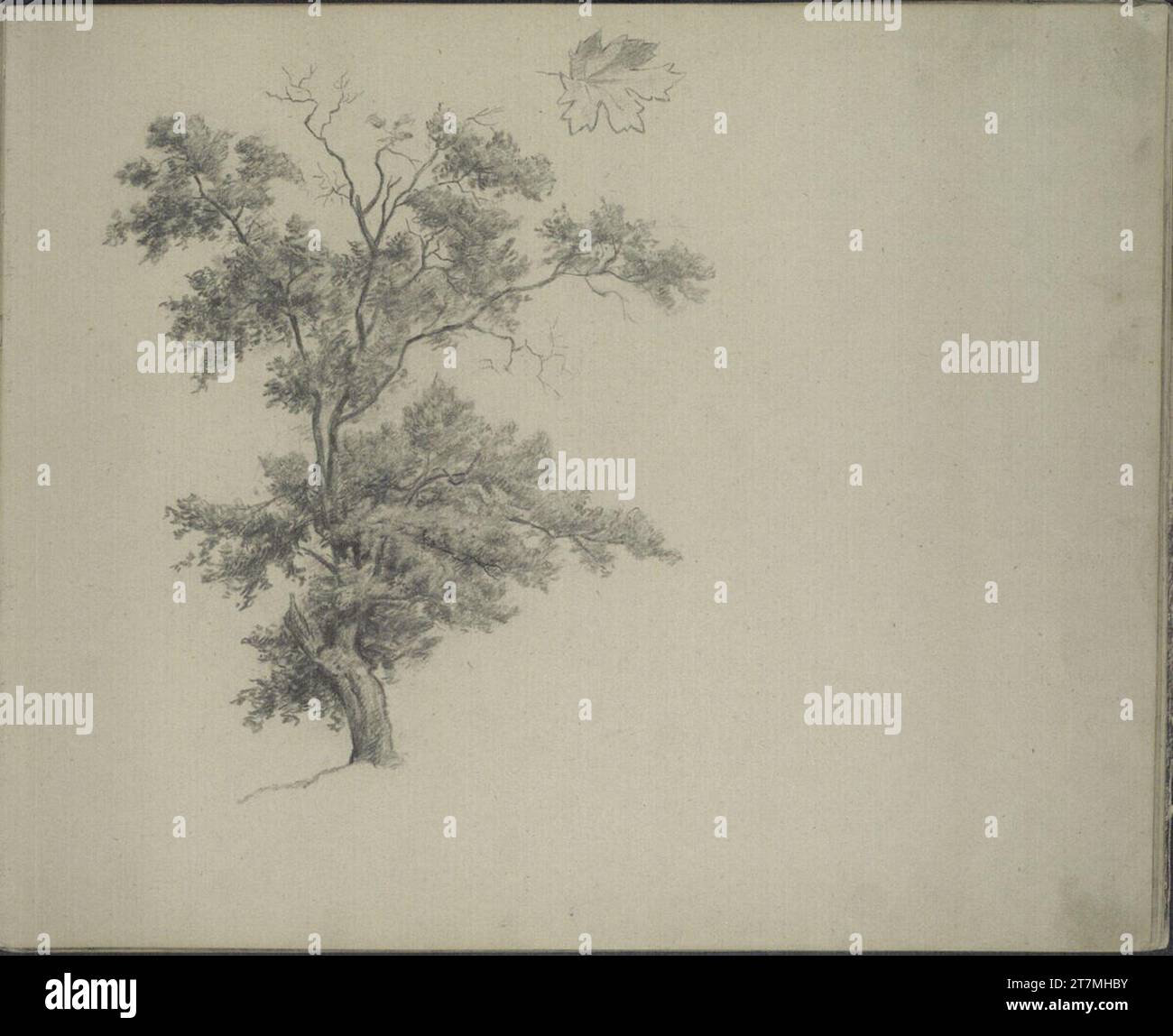 Ludwig Rösch Tree and leaf study. Coal 1882 , 1882 Stock Photo - Alamy