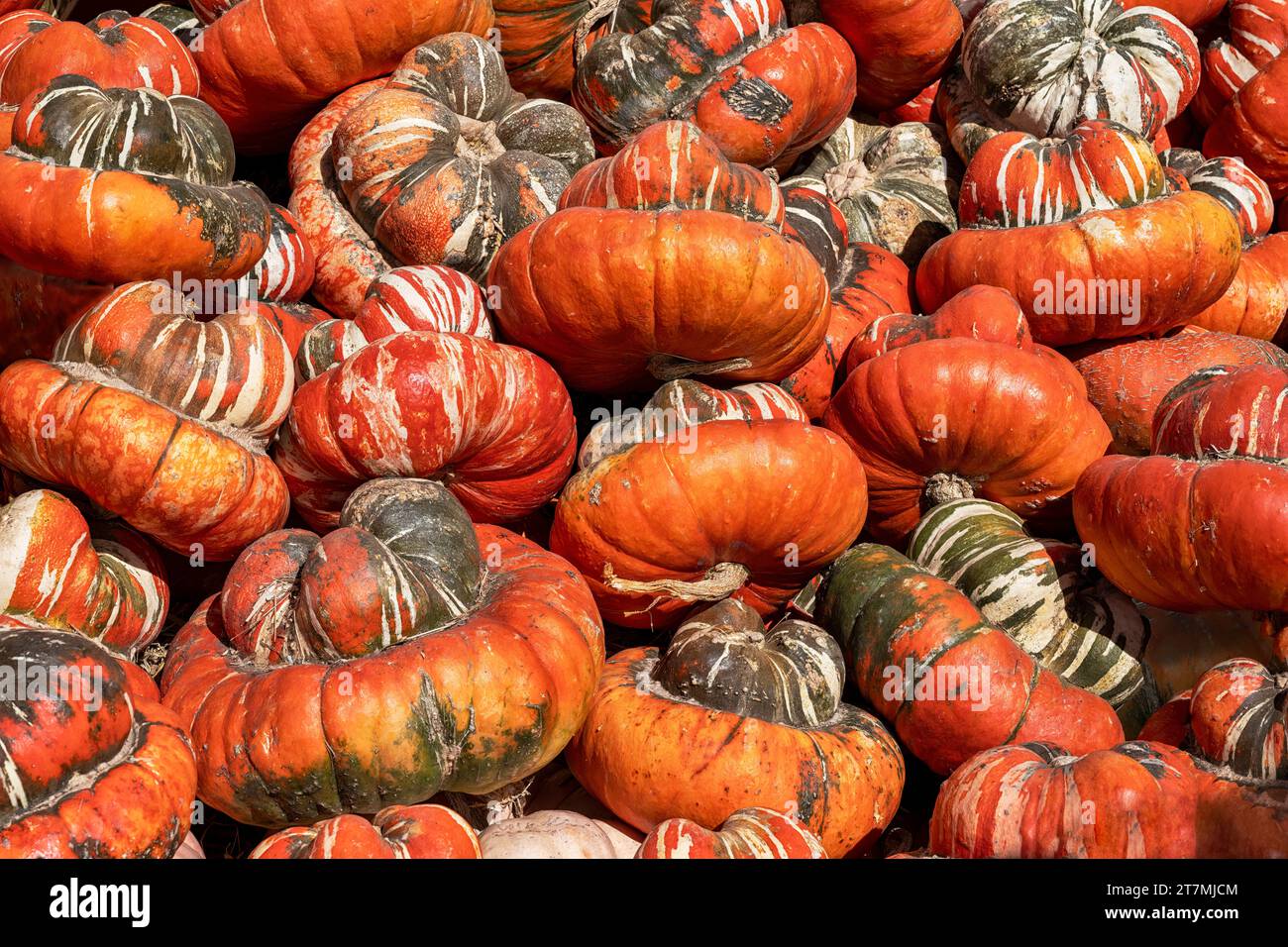 Turban Squash also known as Turk's Turban is a gourd most often used as ...