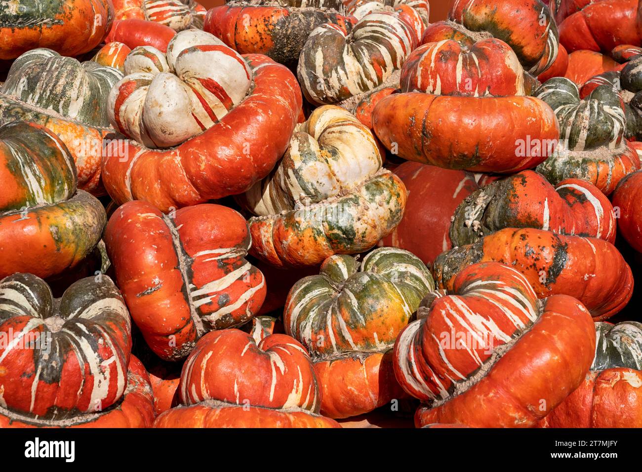 Turban Squash also known as Turk's Turban is a gourd most often used as ...