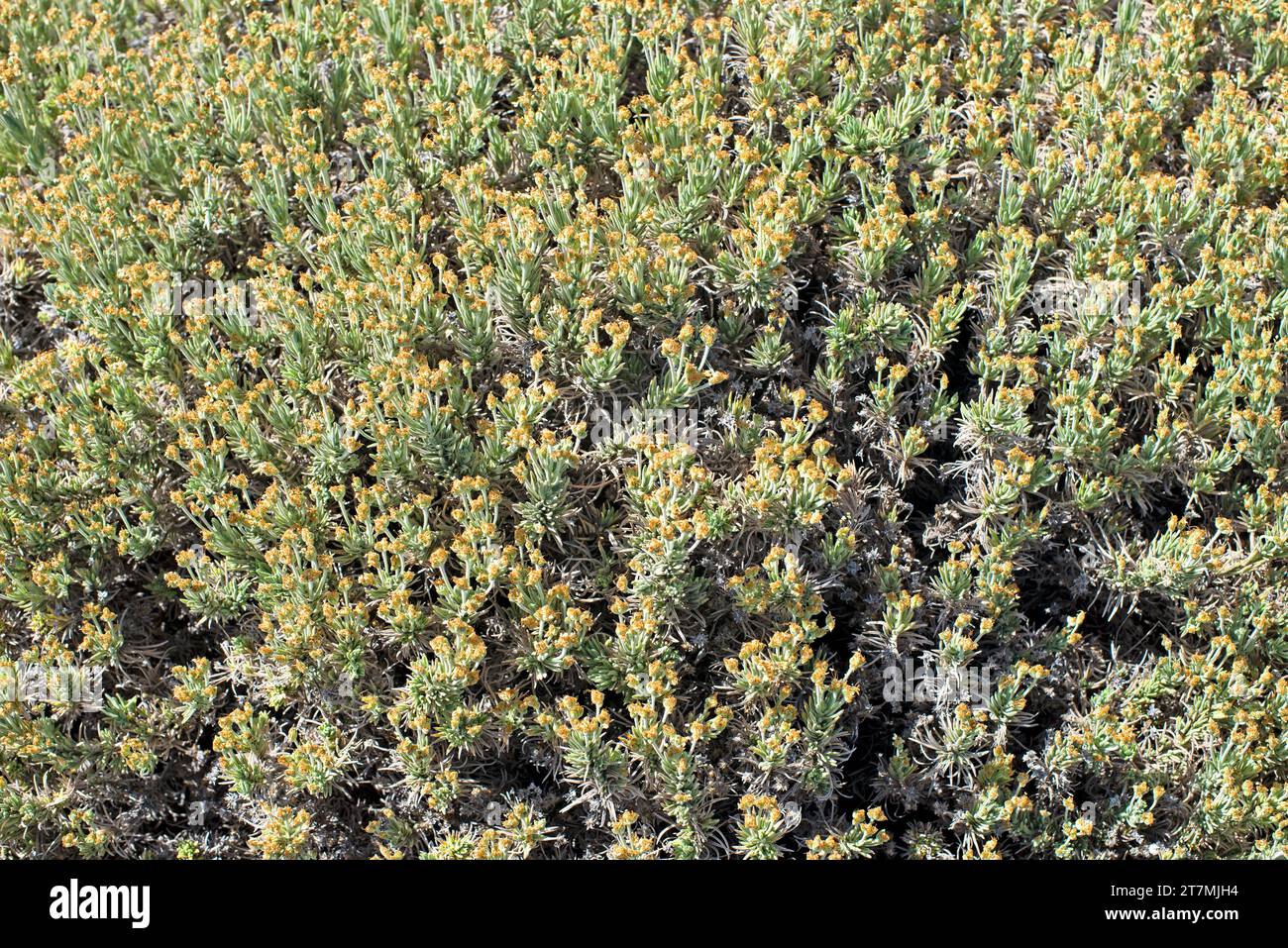 Pinillo blanco hi-res stock photography and images - Alamy