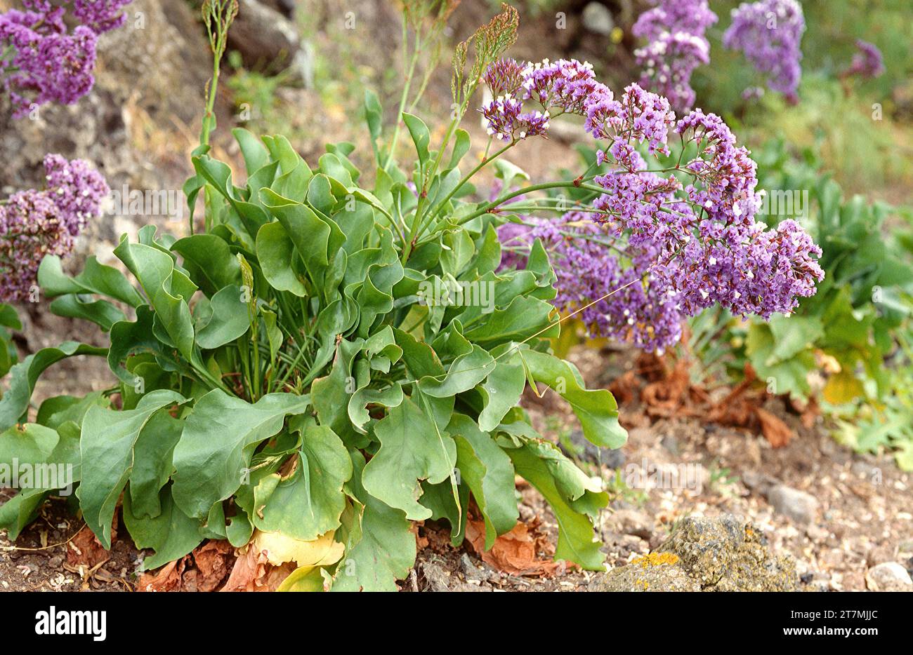 Limonium aborescens hi-res stock photography and images - Alamy