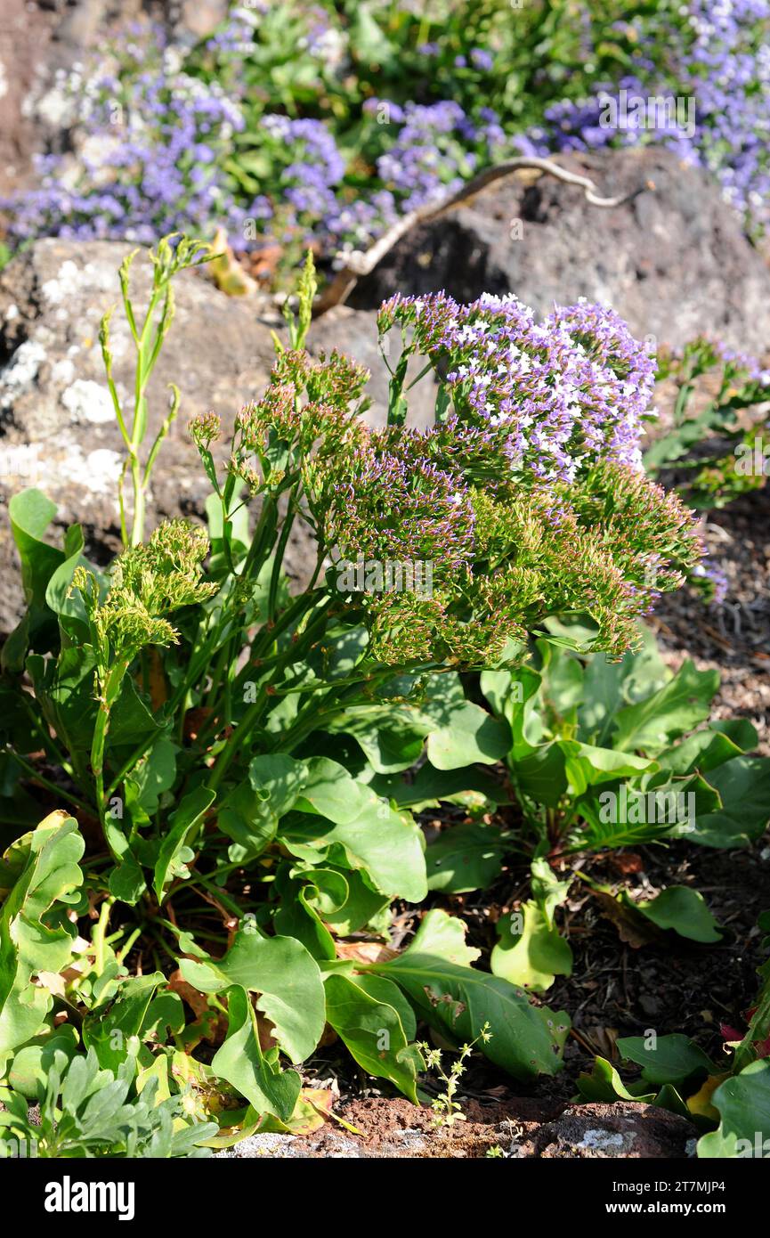 Brassicifolium hi-res stock photography and images - Alamy