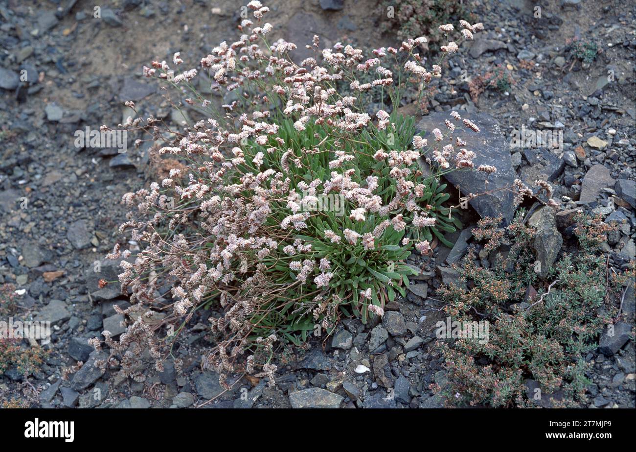 Siempreviva de mar (Limonium pectinatum) is a shrub endemic to ...