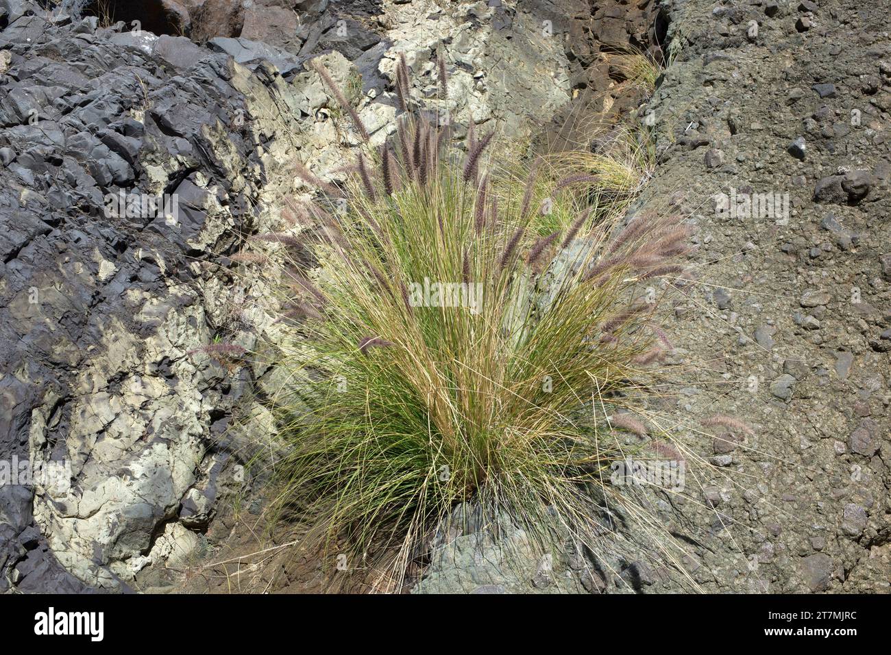 Rabo de gato (Pennisetum setaceum or Cenchrus setaceus) is a perennial ...
