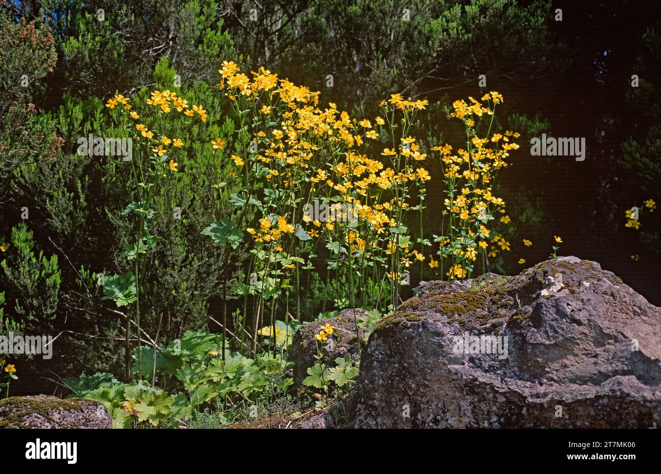Morgallana (Ranunculus cortusifolius) is a biennial or perennial herb ...