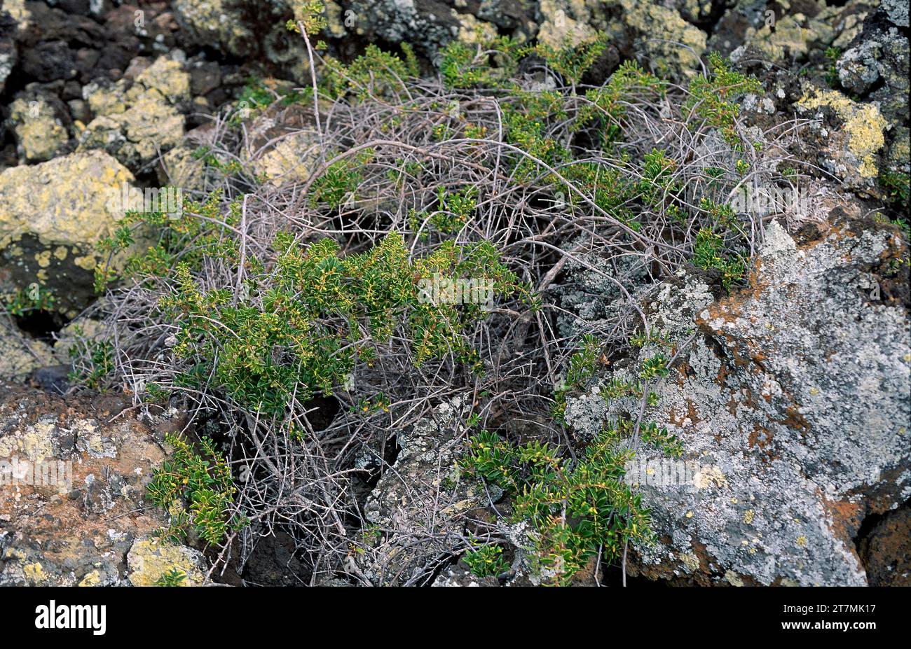 Tasaigo (Rubia fruticosa) is a climbing spiny shrub endemic to ...