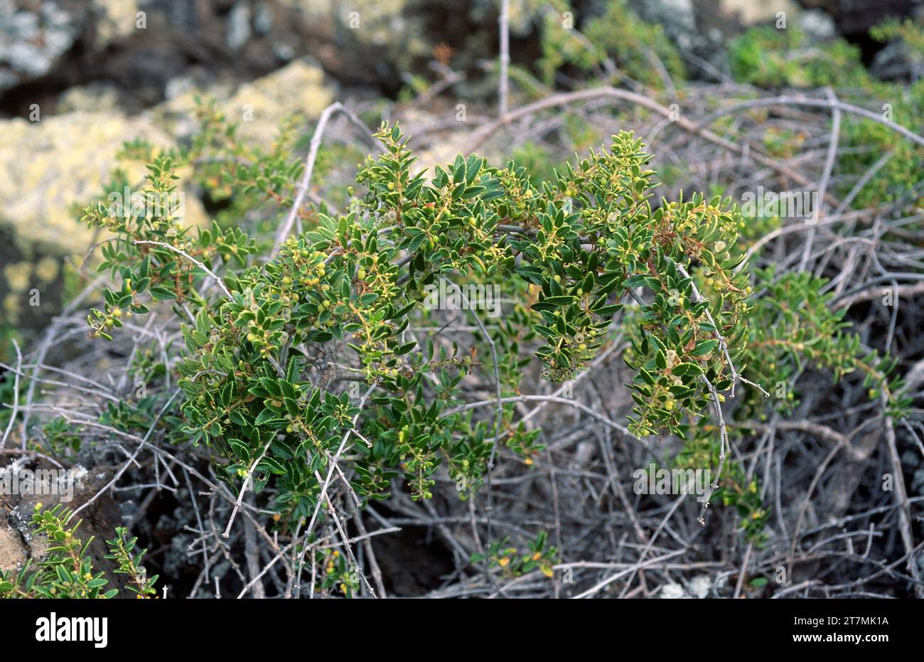Tasaigo (Rubia fruticosa) is a climbing spiny shrub endemic to ...