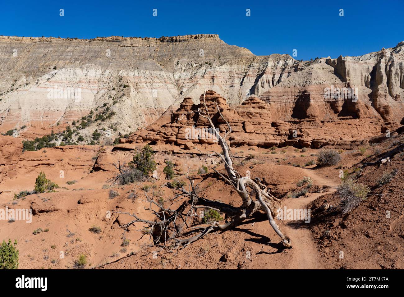 A twisted, dead pinyon pine tree trunk on the Angel's Palace Trail in ...