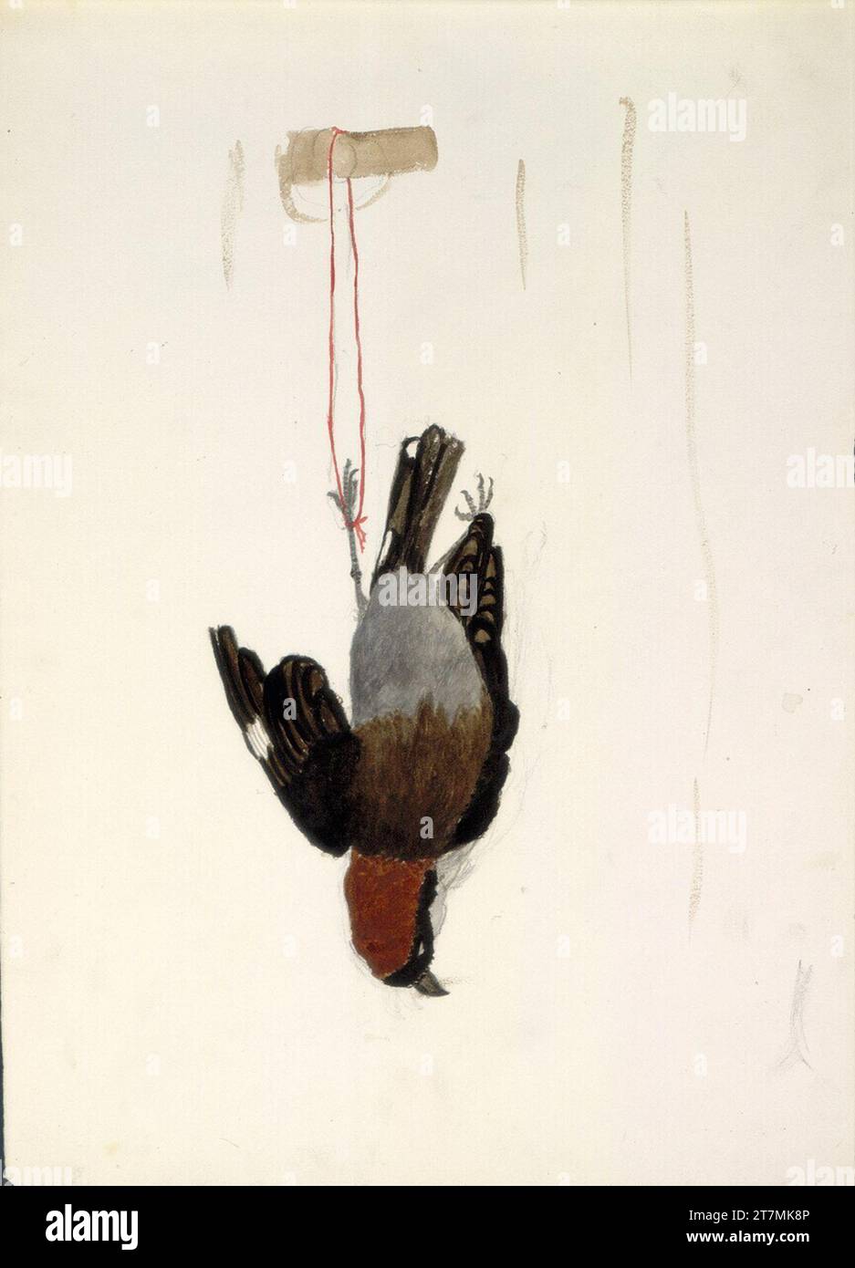 Rudolf Habsburg-Lothringen Dead bird, hanging on a red loop. Watercolor ...