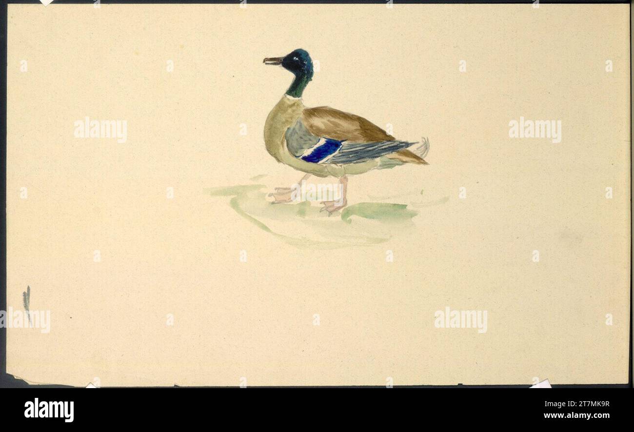 Rudolf Habsburg-Lothringen Wilde. Watercolor, pencil Stock Photo - Alamy