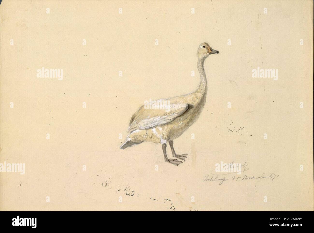 Rudolf Habsburg-Lothringen Gans. Pencil, water color 1871 , 1871 Stock ...