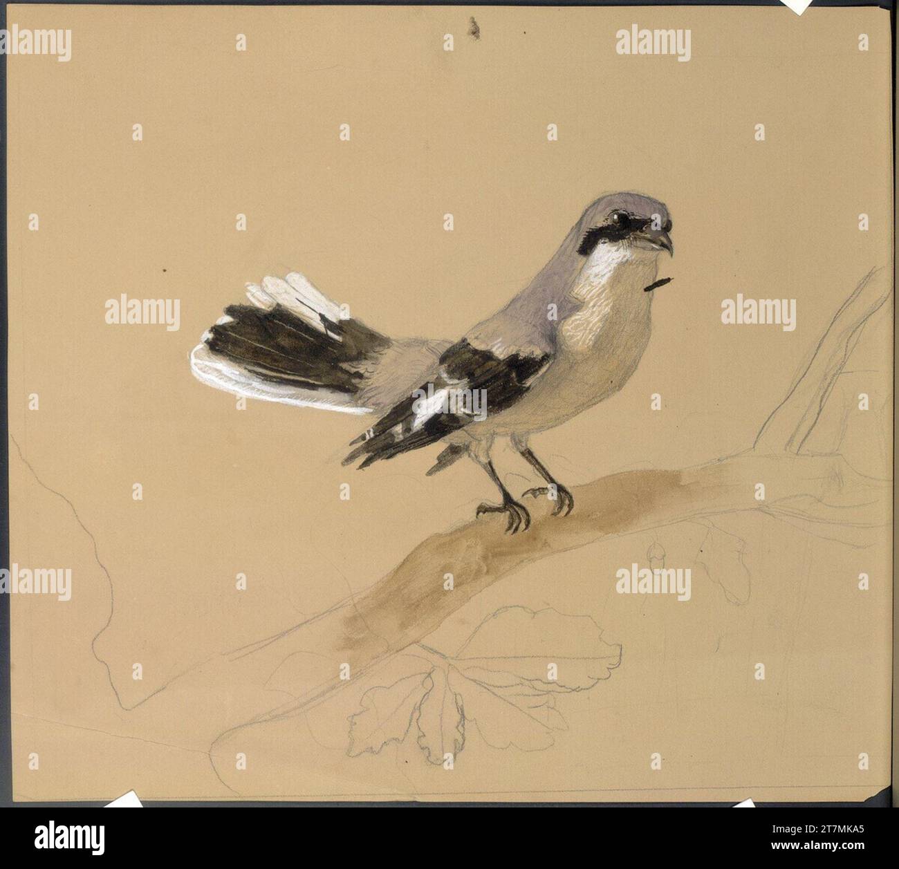 Rudolf Habsburg-Lothringen Vogel. Pencil, deck white Stock Photo - Alamy